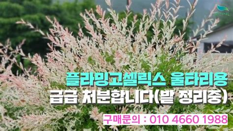 신바람 플랜트 협력농가 판매상품 나무장터com 급급 처분합니다밭 정리중플라밍고셀릭스 울타리용 Youtube