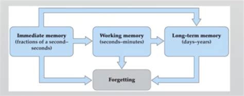 Memory And Learning Flashcards Quizlet