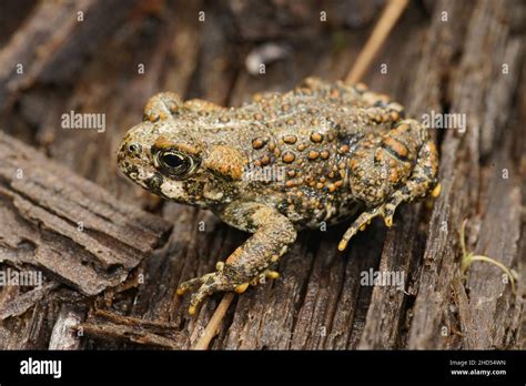 Lateral Close Up Of A Juvenile Western Toad Bufo Boreas On Redwood