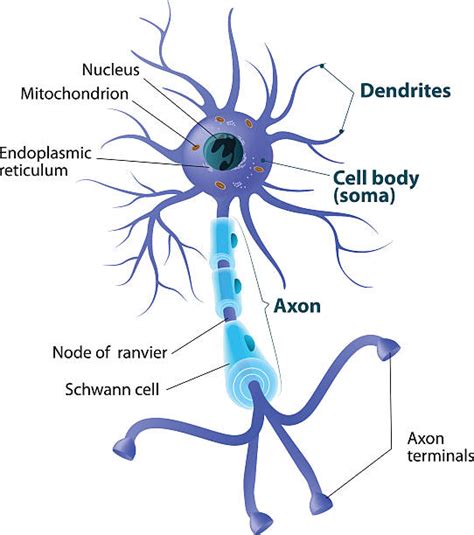 Labeled Neuron Diagram Simple At Andrew Webber Blog