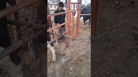 Dr Waseem Khan Blouch Youtube