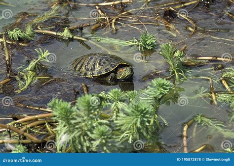Red Eared Terrapin Turtle Trachemys Scripta Elegans Or Chrysemys Scripta Elegans In The Meadow Red Eared Terrapin Turtle Trachemys Scripta Elegans Or Chrysemys Scripta Elegans In The Meadow