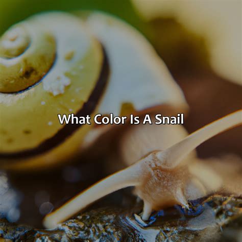 Snail Color Wheel At Guillermo Odea Blog