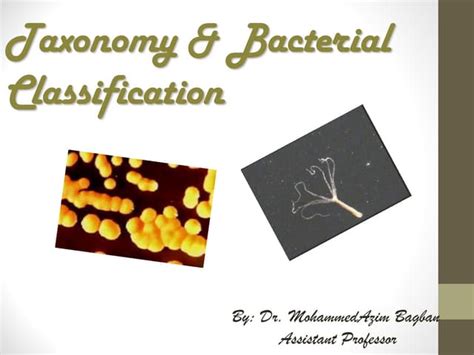 Bacterial Taxonomy And Classification Pdf