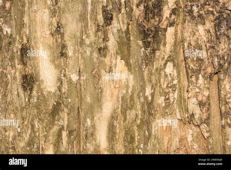 Realistic Tree Bark Background Texture Seamless Texture From Tree Stock Photo Alamy