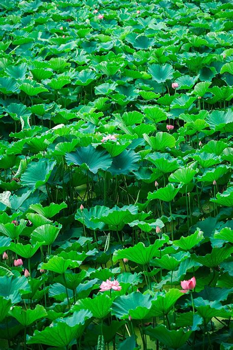 여름 연못 은 녹색 으로 흔들린다 배경 연꽃 연못 로터스 연잎 배경 일러스트 및 사진 무료 다운로드 Pngtree