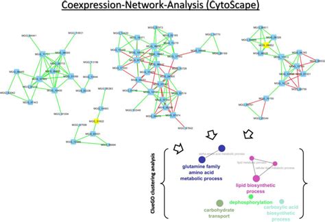 Network Visualization And Analysis Obtained By The Cytoscapecluego