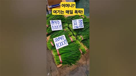 여보 너무 싸다 진짜 가격이 왜이랴 시장 맛집 Food 폭락 할인 Youtube