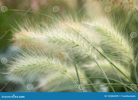 Decorative Grass With Spikelets Stock Image Image Of Amazing Flora