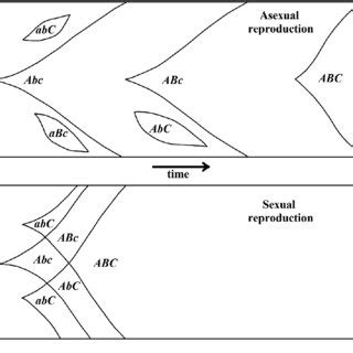 In The Classic Hypothesis Sex Would Be Advantageous From An Download Scientific Diagram