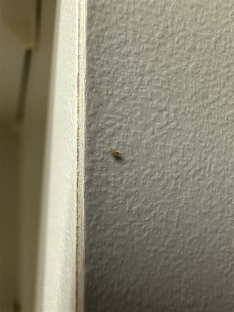 Pantry Bugs Rwhatsthisbug