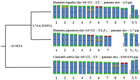 Xx Xy Genetics Pdf