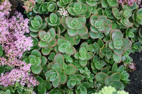 Sedum Lime Zinger Stonecrop From Tlc Wholesale Nursery