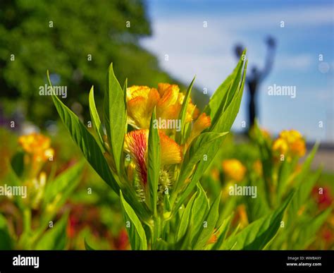 Bright Yellow Cockscomb Celosia Cristata Flowers And Green Leaves In Commissioners Park