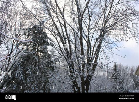 Trees In Winter Some With Pointed Leaves And Some Trees With No Leaves Winter Wonderland Stock