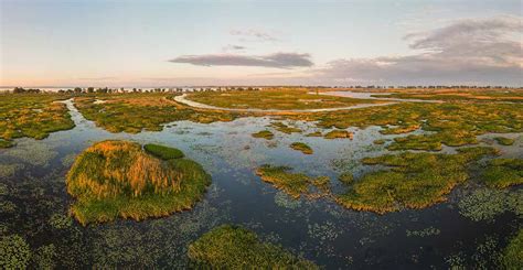 Wetland Marsh Coastal Wetlands Effectively Sequester Blue Carbon”