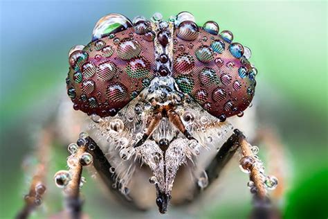 Macro Photography Getting Close Up With Nature
