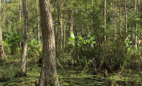 Conservation Collier To Get 34 Million To Buy Sensitive Land After