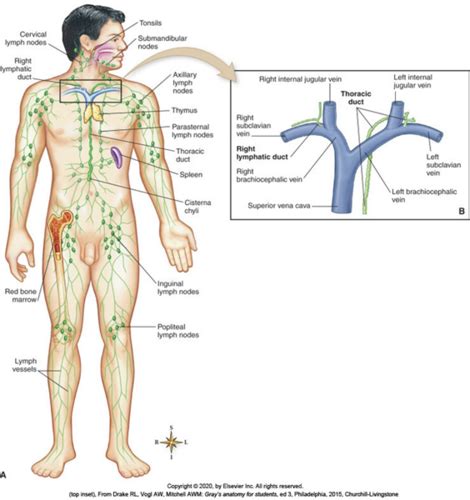 Chapter Lymphatic System And Immunity Flashcards Quizlet