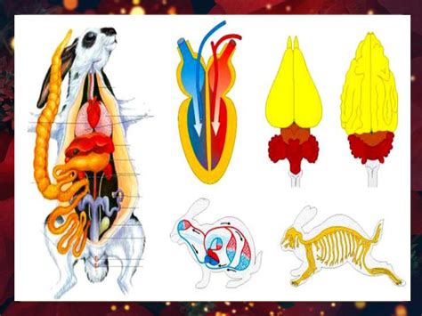 Адаптація як універсальна властивість біологічних систем