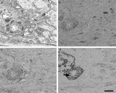 Serial Semi Thin Sections Of A Myometrium Control Sample Sex