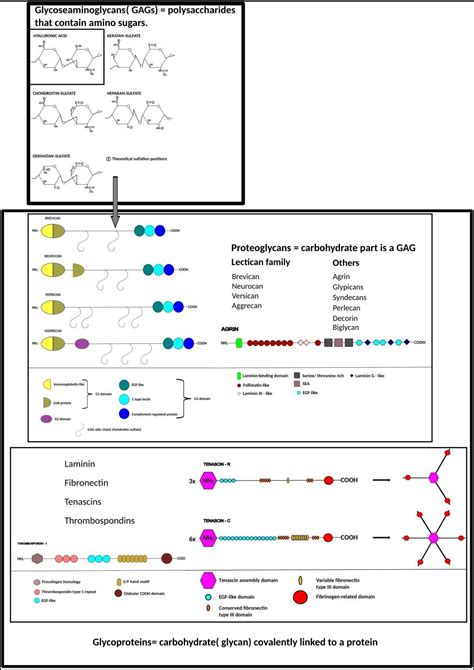 Figure 1 From The Role Of Extracellular Matrix In Human