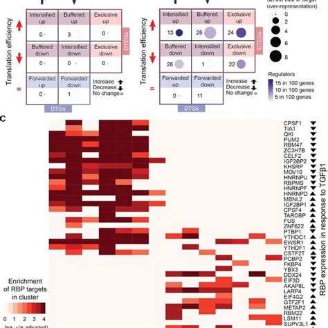 Genome Wide Temporal Transcriptional And Translational Landscape In