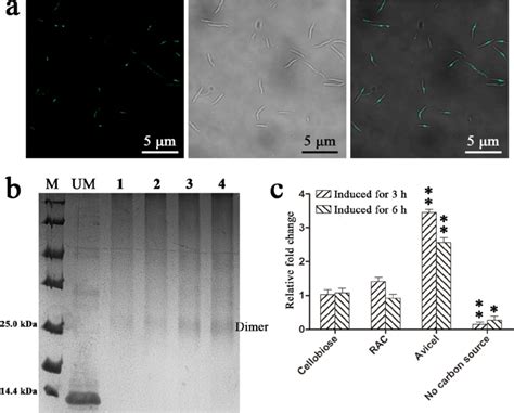 Subcellular Localization Experiments And Fretflim