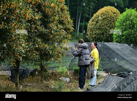 Osmanthus Trees Bloom In Jinhua City East Chinas Zhejiang Province 2