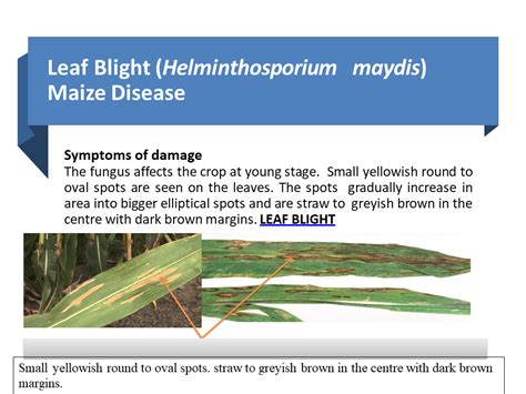 Leaf Blight Helminthosporium Maydis Maize Disease