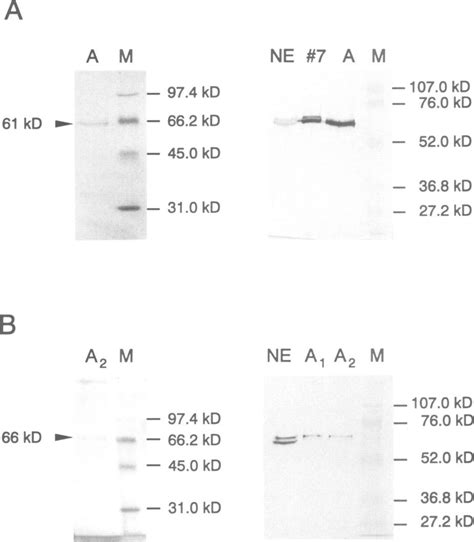 Sequence Specific Dna Affinity Purification Of The Cellular
