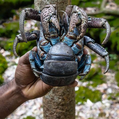 17 Captivating Coconut Crab Facts