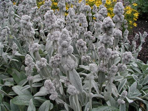 Цветы с пушистыми листьями 49 фото