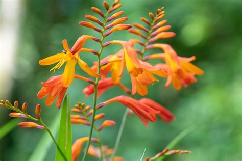 Why Wont My Crocosmia Bloom Gfl Outdoors