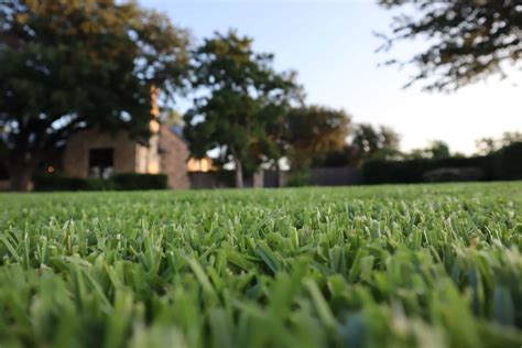 Common Issues With St Augustine Grass Southern Botanical