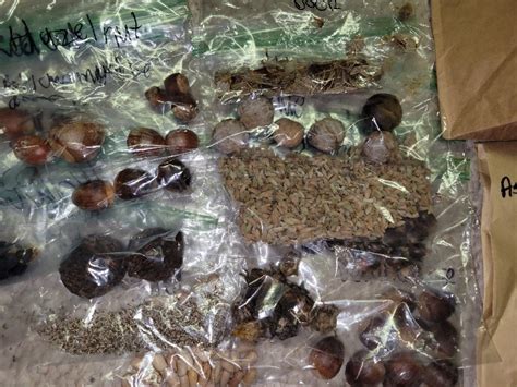 Fall Seed Collecting