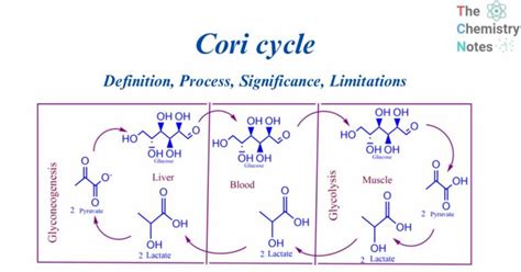 Cori Cycle Definition Process Significance Limitations
