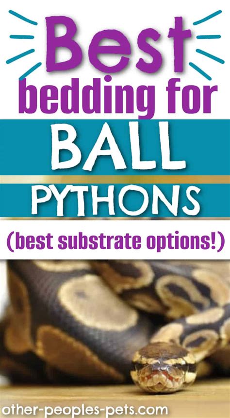 Best Bedding For Ball Pythons In Our Spare Time