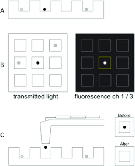 Nanowell Based Isolation Of Pure Single Ctcs Workflow Adapted From
