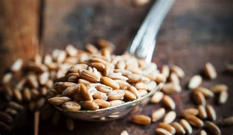 Spelt Bread Benefits Sha Magazine