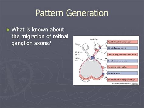 Neural Crest Cells And Axonal Specificity Neural Crest