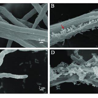 SEM Examination Of The Pythium Hyphae And Lysobacter Cells During