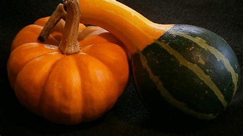 How To Grow Mini Jack Pumpkins Tralum