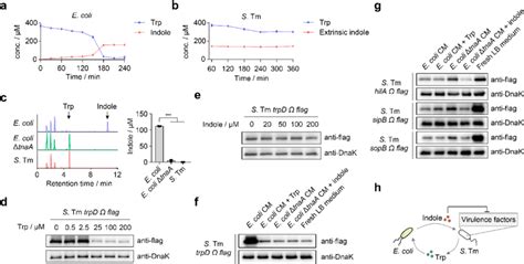 Suppression Of S Tm SPI Genes By E Coli Produced Indole A B Download Scientific Diagram