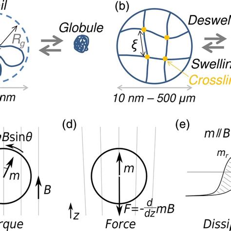 Analogy Between A The Coilglobule Transition Of A Single Polymer Download Scientific Diagram
