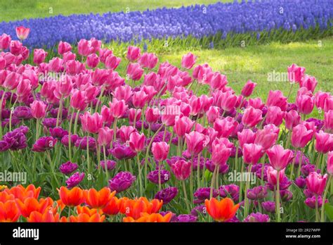 Tulip Fields In Showa Memorial Park Stock Photo Alamy