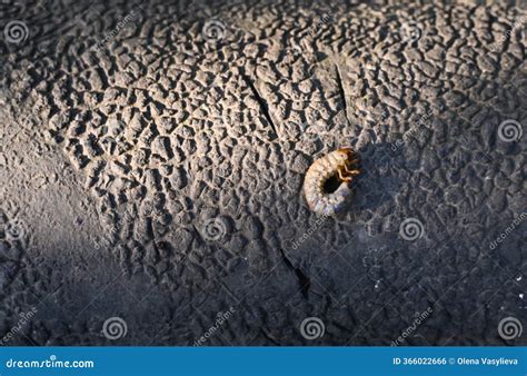 The Larva Of The May Beetle Common Cockchafer Or May Bug Melolontha Melolontha Grubs Are