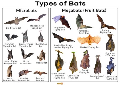 An Overview Of The Various Types Of Bats Around The World