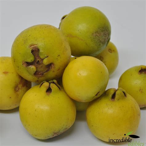 Guava Yellow Cherry — Incredible Edibles Nzs Edible Plant Specialists