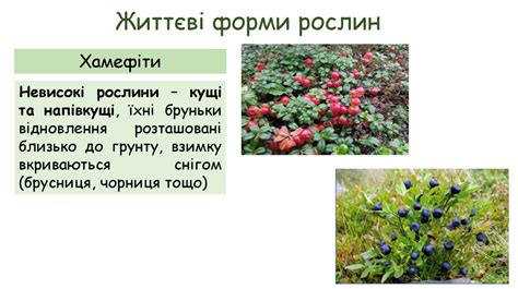 Життєві форми тварин та рослин як адаптації до середовища існування 11 клас презентация онлайн